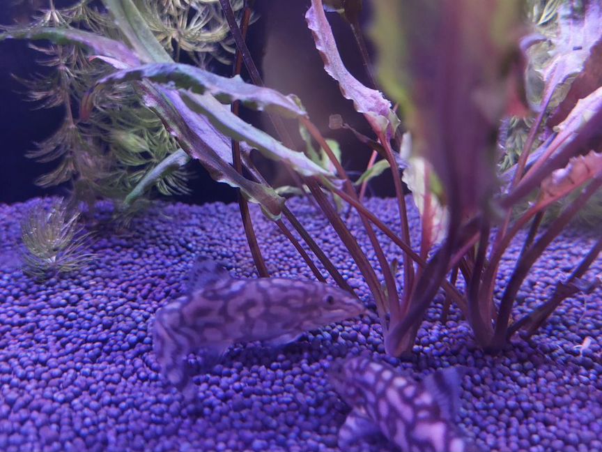 Боция мраморная