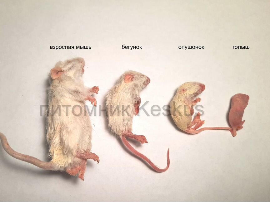 Кормовые мыши заморозка