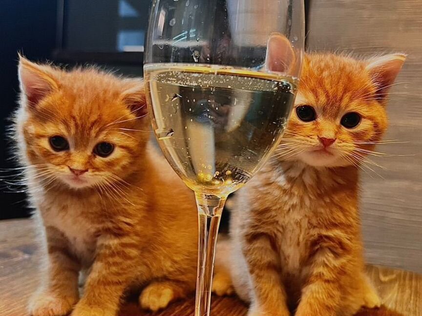 Кошки бесплатно