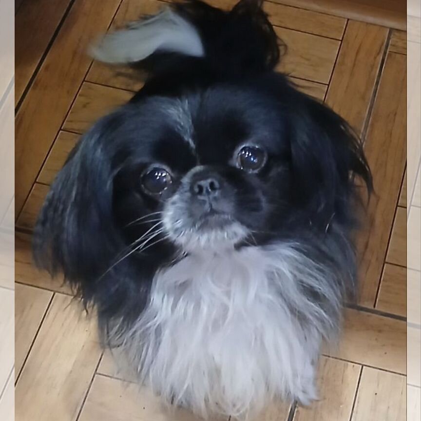 Пекинес, взрослая собака