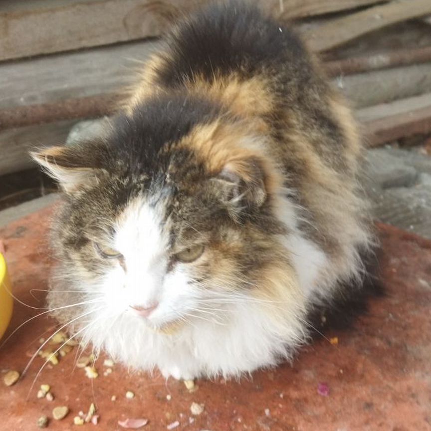 Сибирская, взрослая кошка