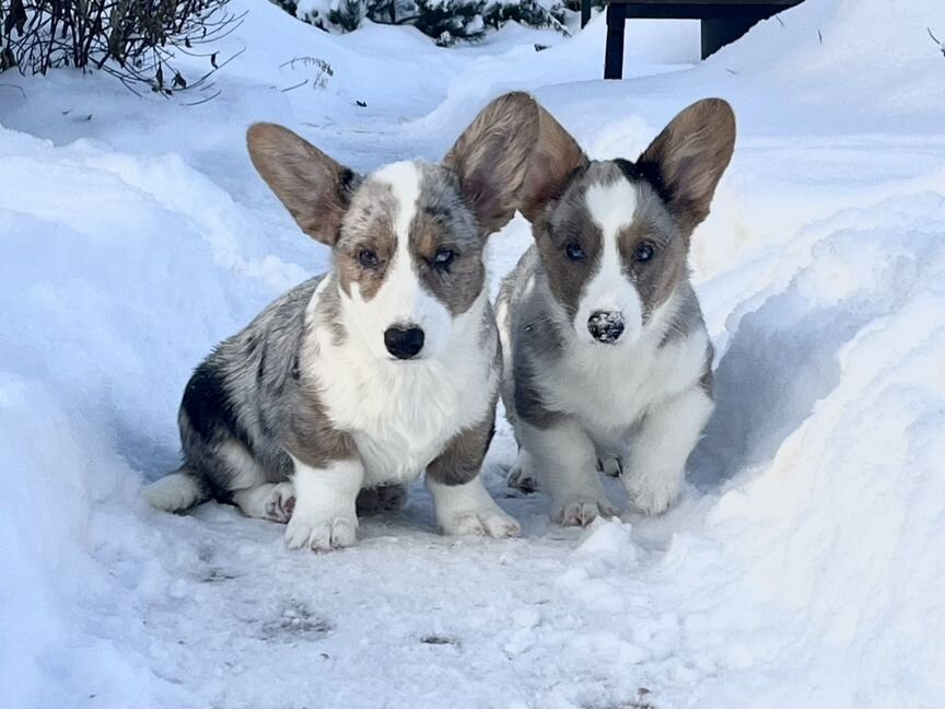 Вельш корги кардиган щенки