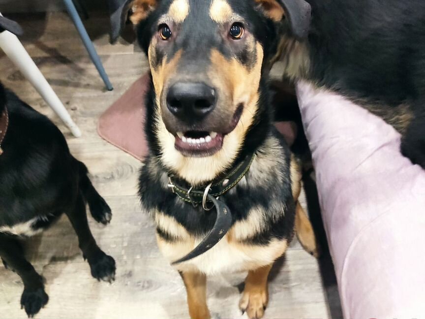 Тобба 9мес, безгранично добрый