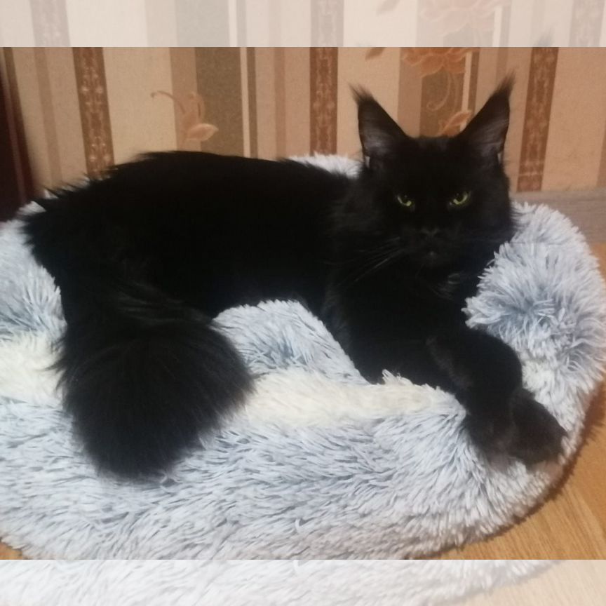 Мейн-кун, взрослый кот