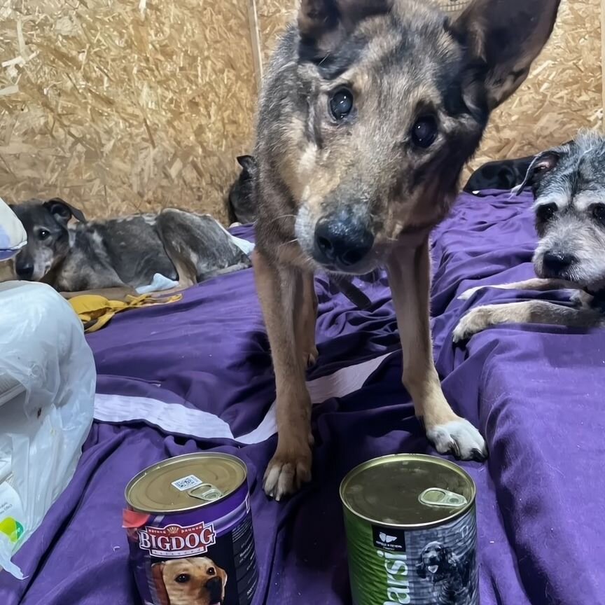 Взрослая собака в добрые руки