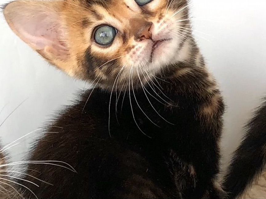 Бенгальская девочка