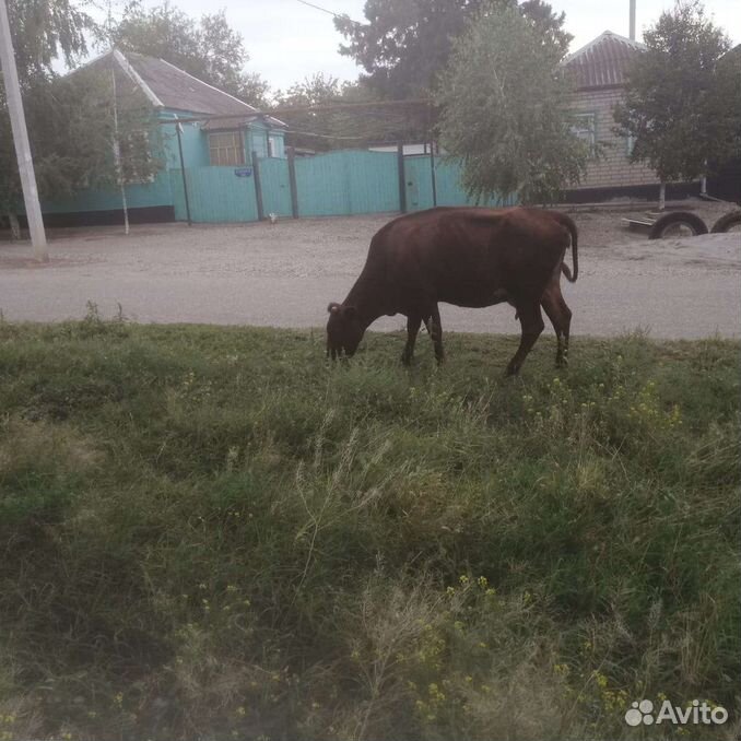 Продаю корову на мясо
