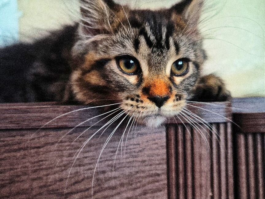 Котята мейн-кун