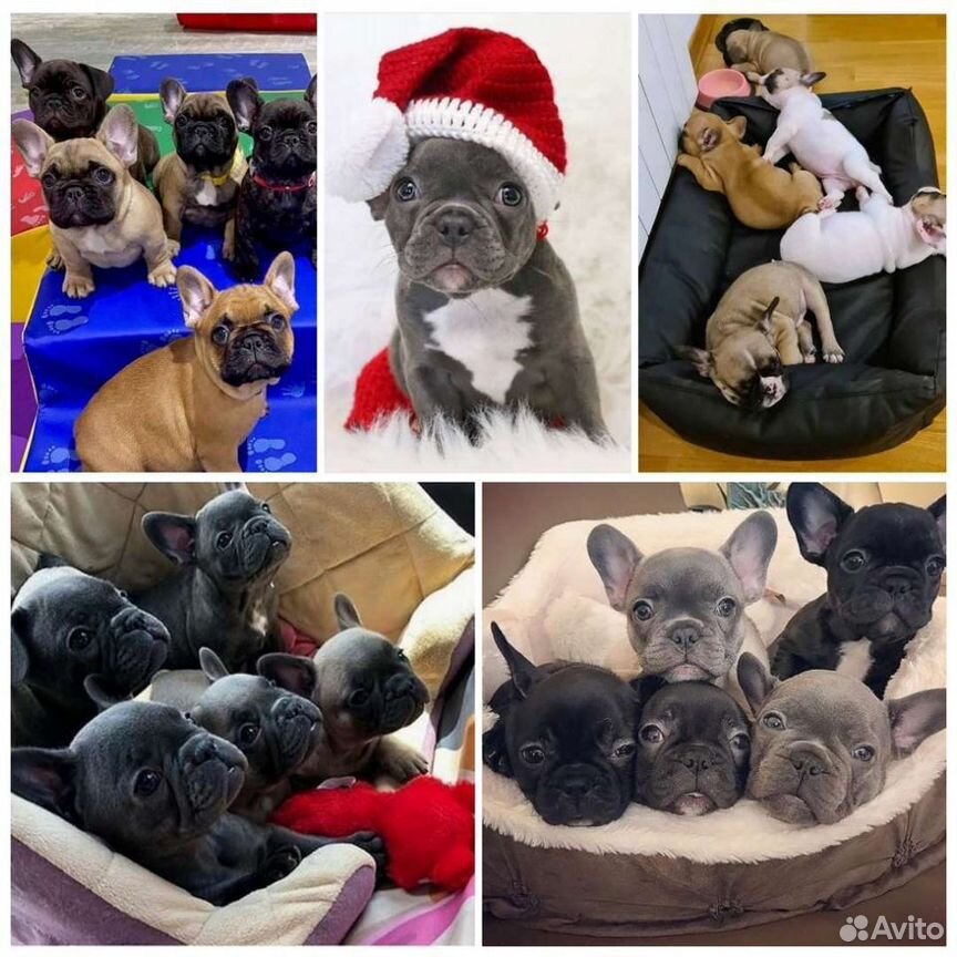 Французский бульдог