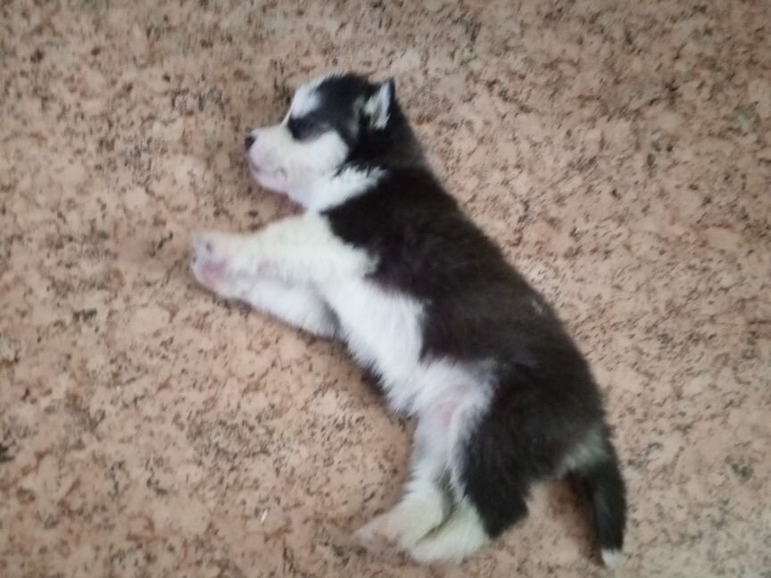 Щенки сибирской хаски