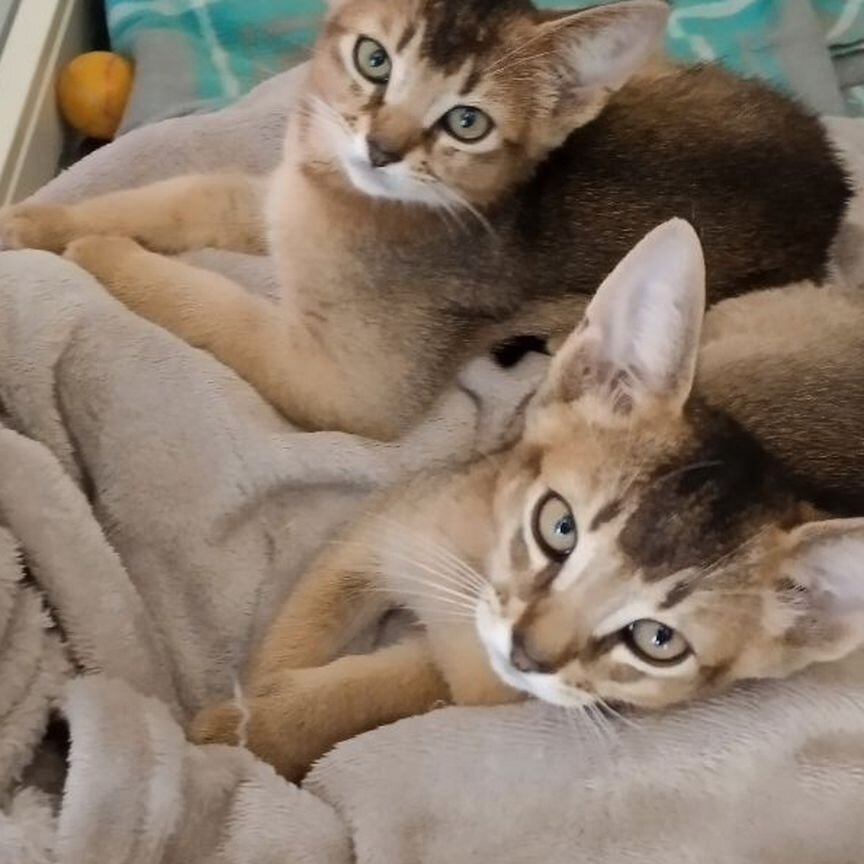 Абиссинский котёнок