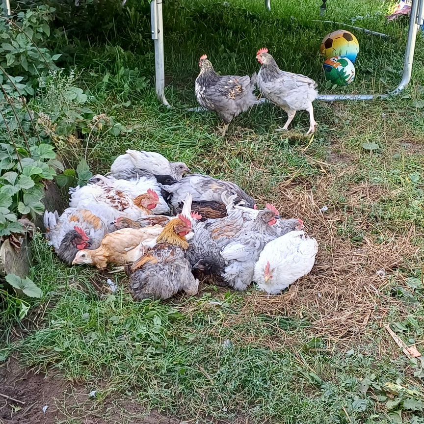 Молодые петушки