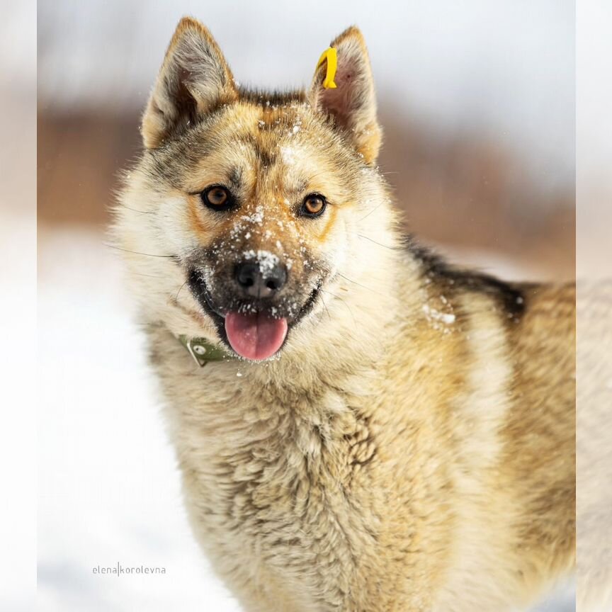 Фиби ждет хозяев