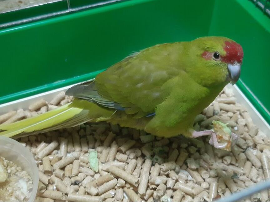 Продаю птенца попугая какарика