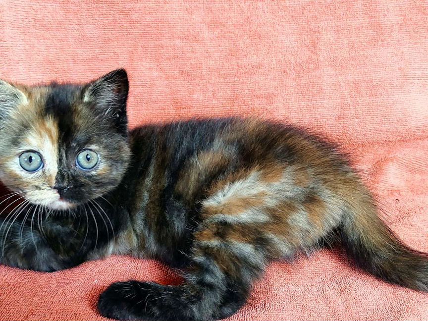 Шотландская