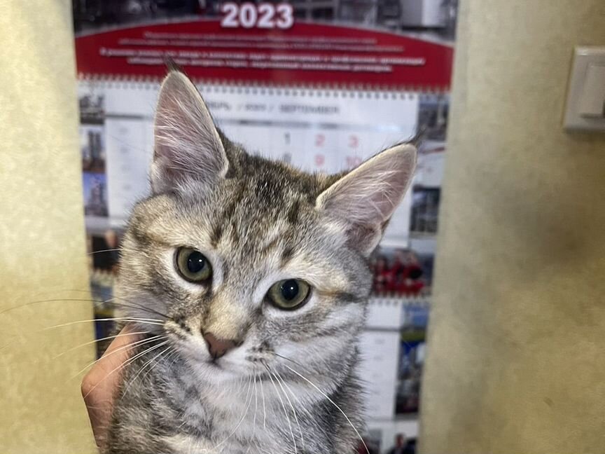 Отдам китьку в добрые руки