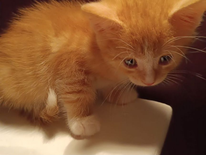Солнечный котёнок в добрые руки