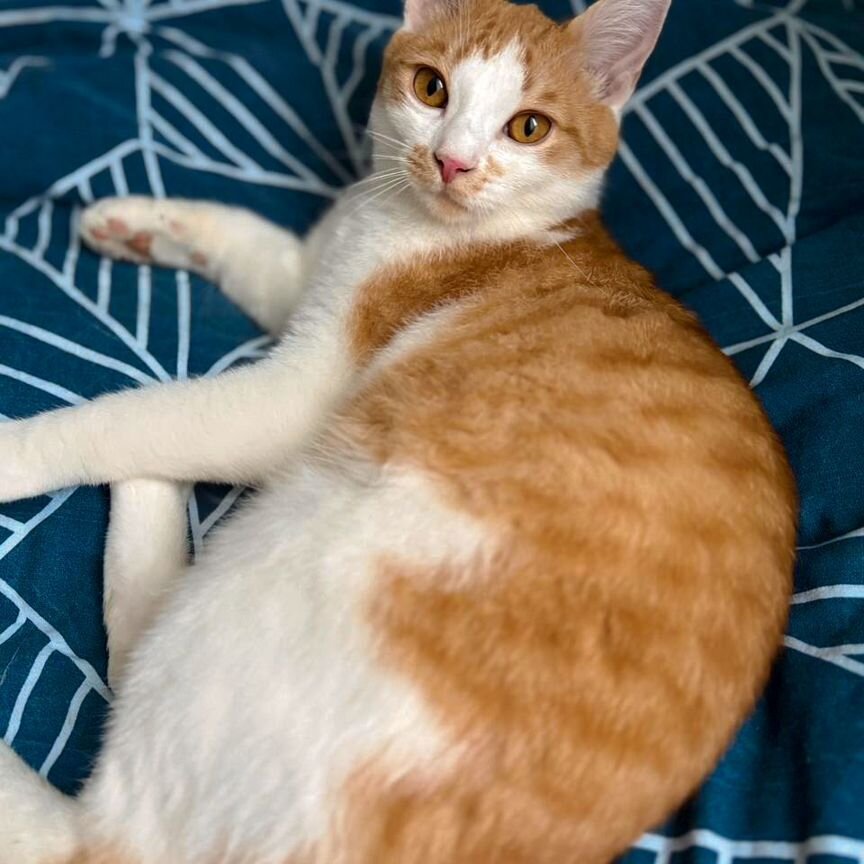 Котик Рыжик в добрые руки