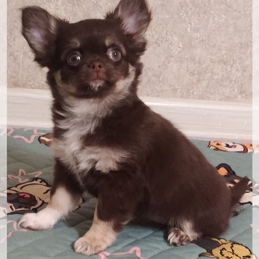 Чихуахуа, щенок