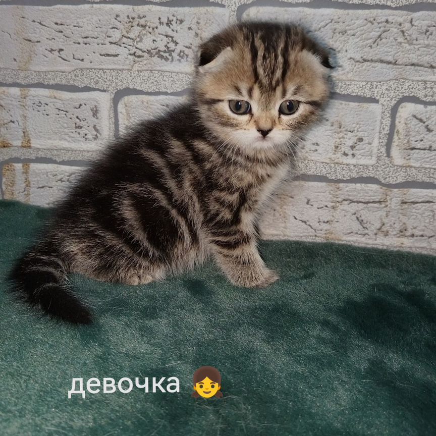 Шотландская