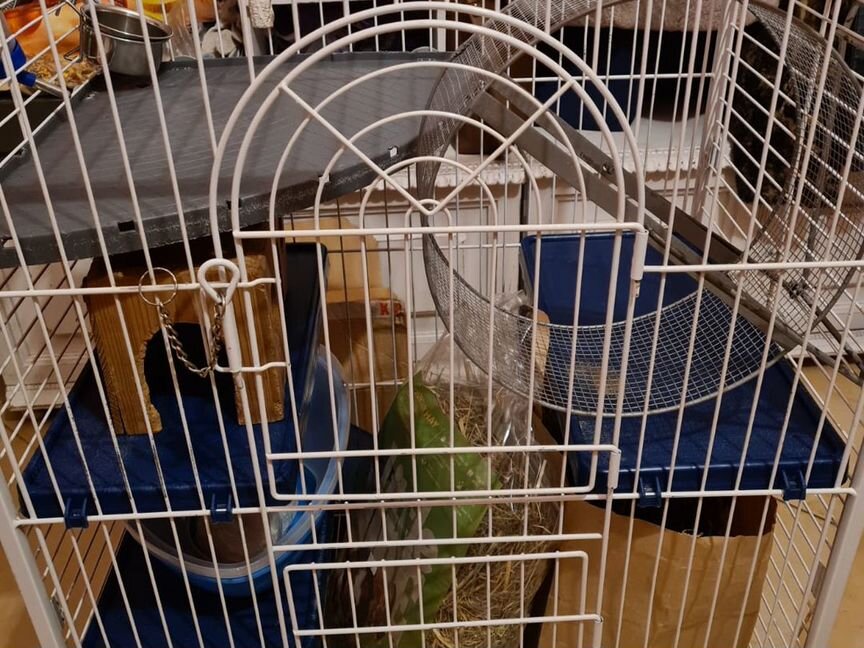 Клетка для шиншиллы на колесах