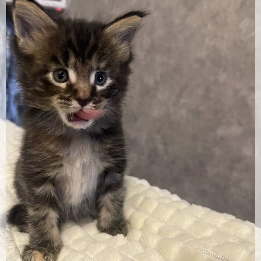 Мейн-кун котёнок