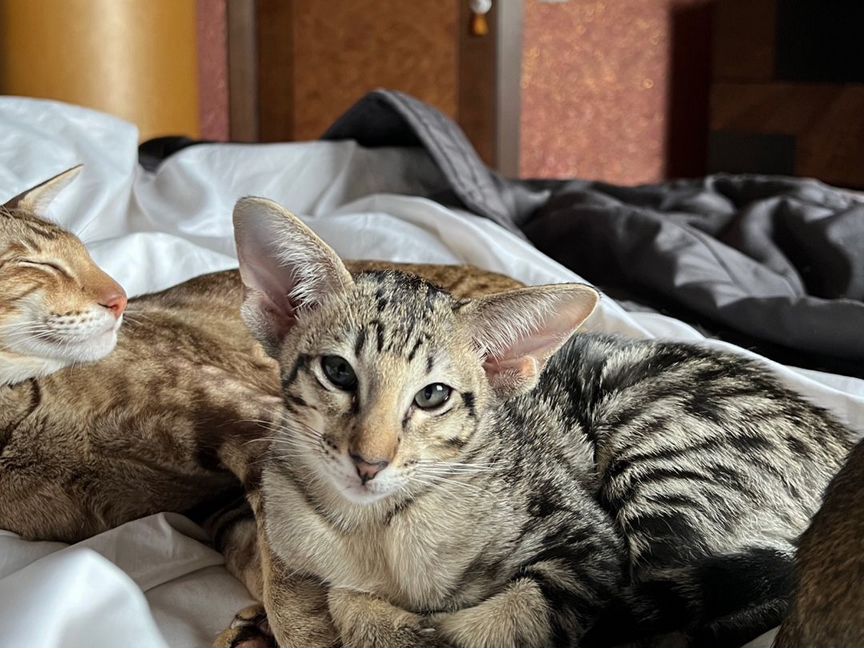 Ориентальный котенок, кошка мрамор