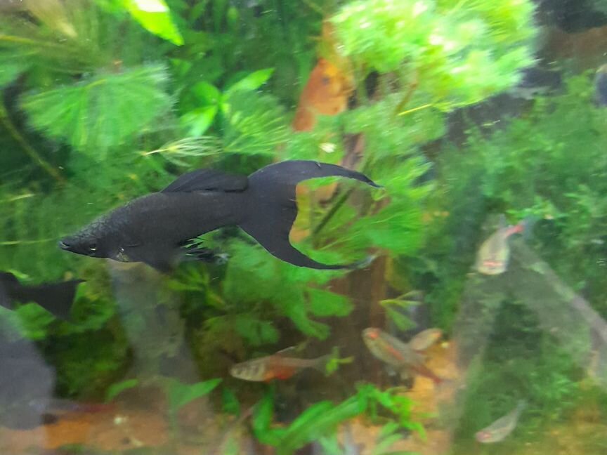 Моллинезия