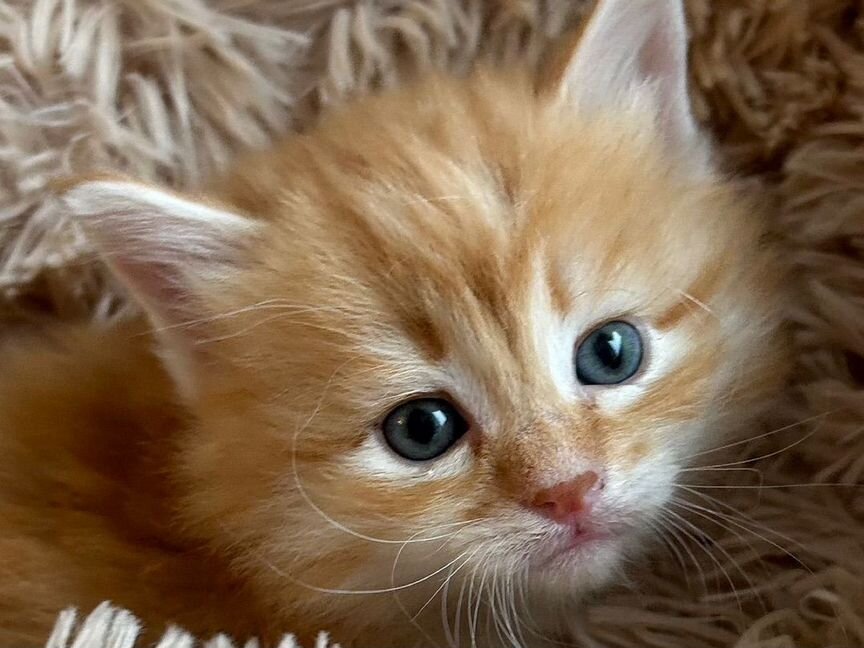 Сибирские котята питомник Барселит