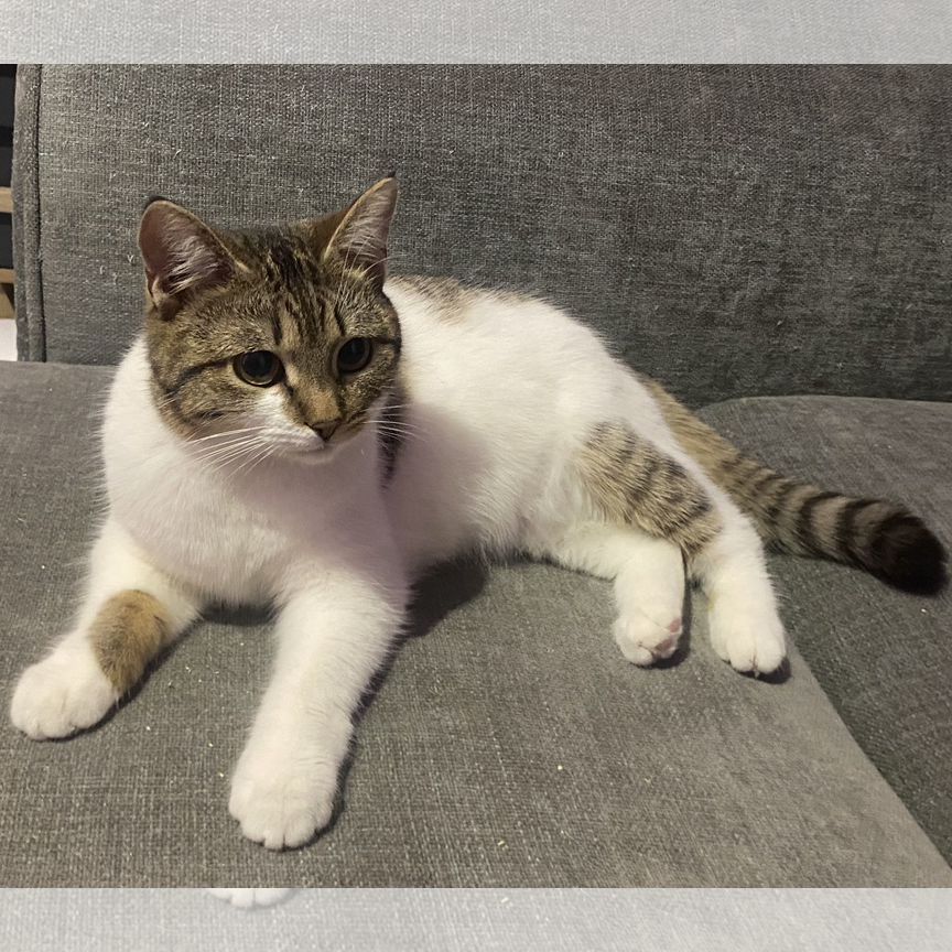 Взрослая, кошка в добрые руки