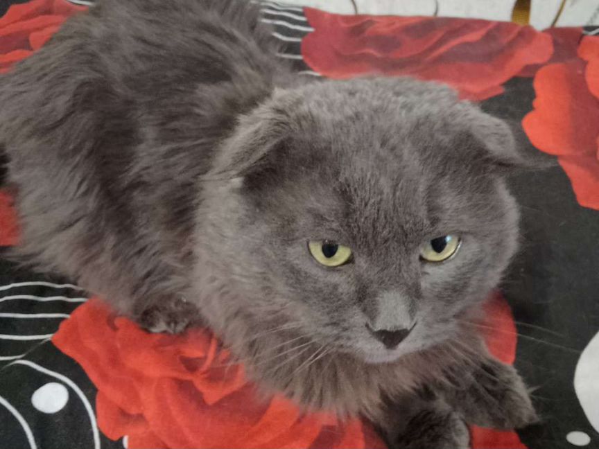 Котик ищет дом