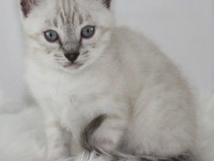Котята тайские