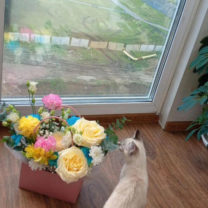 Котята в добрые руки бесплатно мальчик
