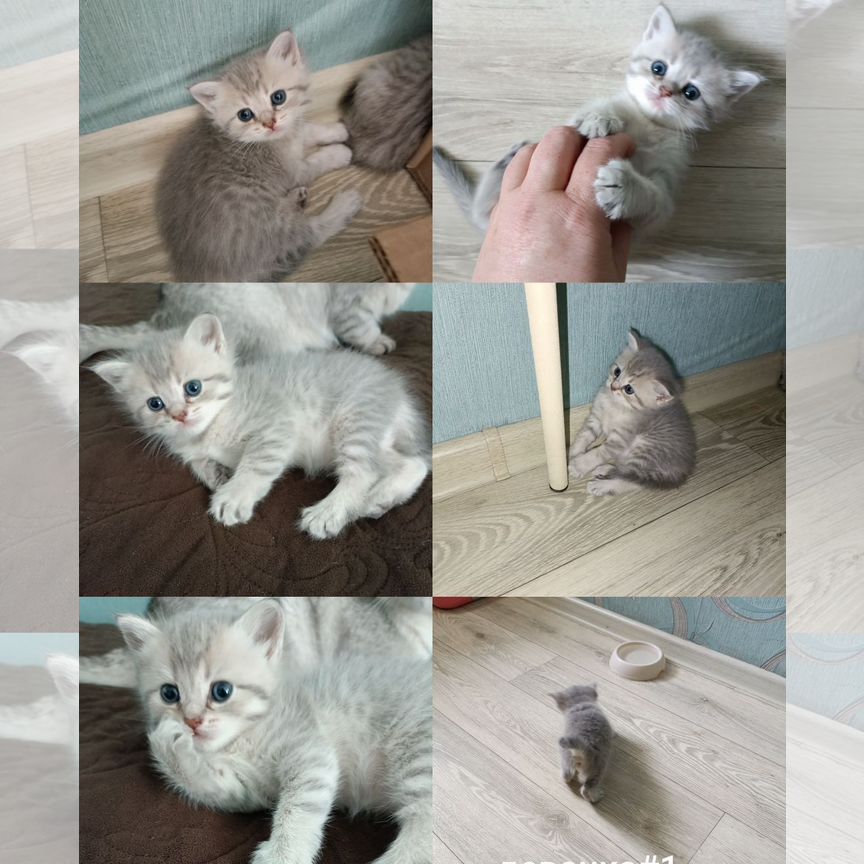 Шотландский вислоухий длинношёрстный котёнок