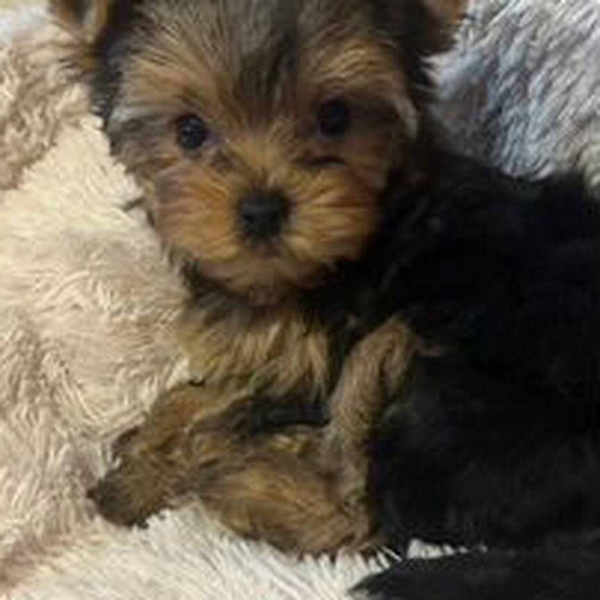 Йоркширский терьер, щенок
