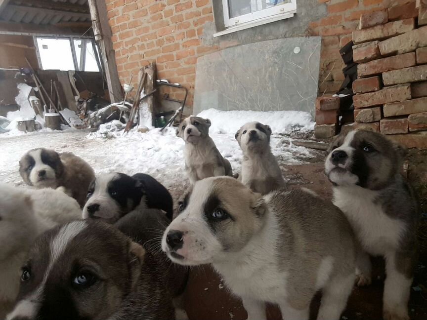 Щенки кавказской сторожевой