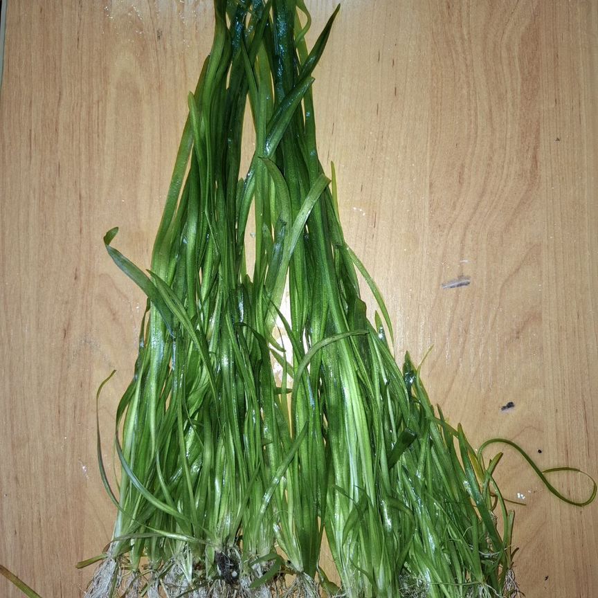 Растения для аквариума