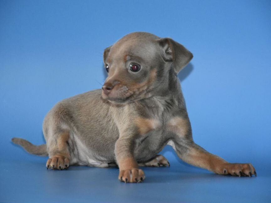 Лиловый мальчик той терьера