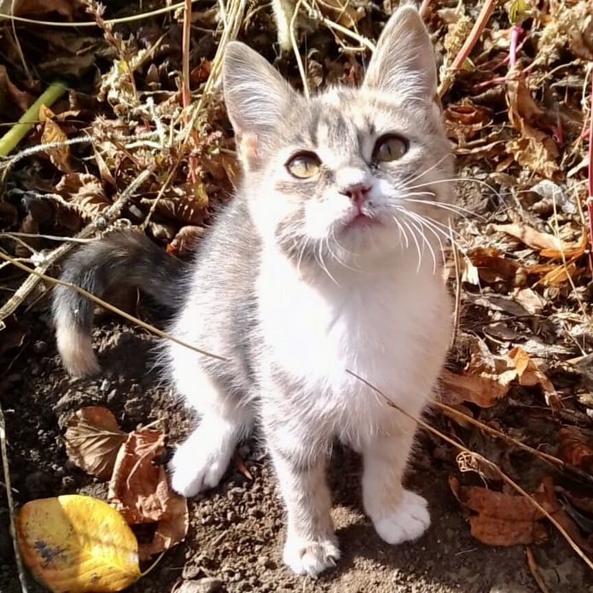 Котята-подростки ищут дом