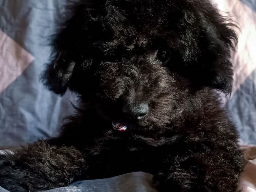 Щенок пудель