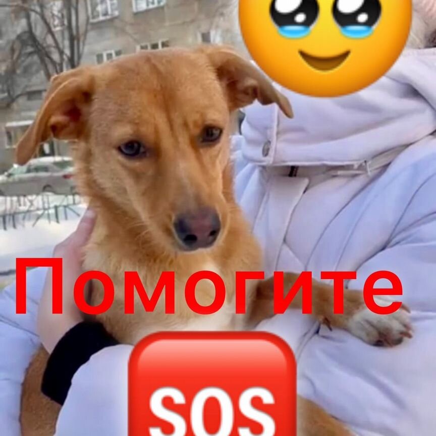 Маленькая собачка 8кг в опасности