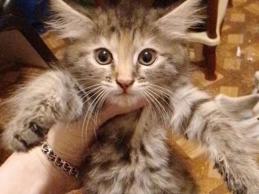Отдам котëнка в добрые руки