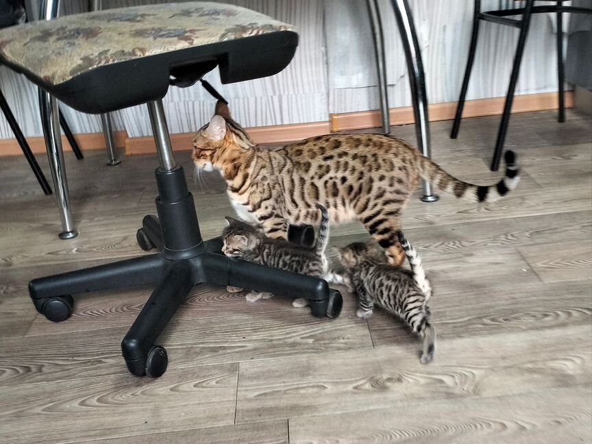 Бенгальские котята