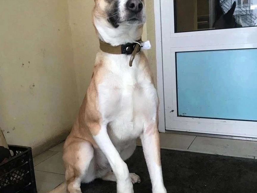 Собака Дина