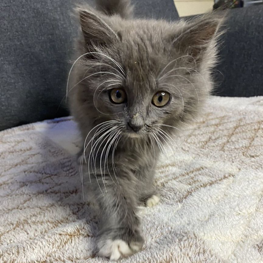 Маленькие котята