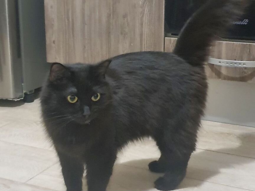 Шикарная черная кошка для эстетов в дар бесплатно