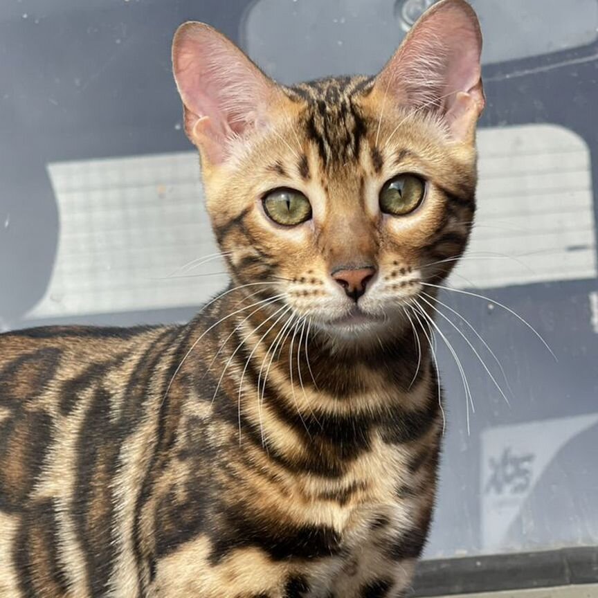 Бенгальская кошка