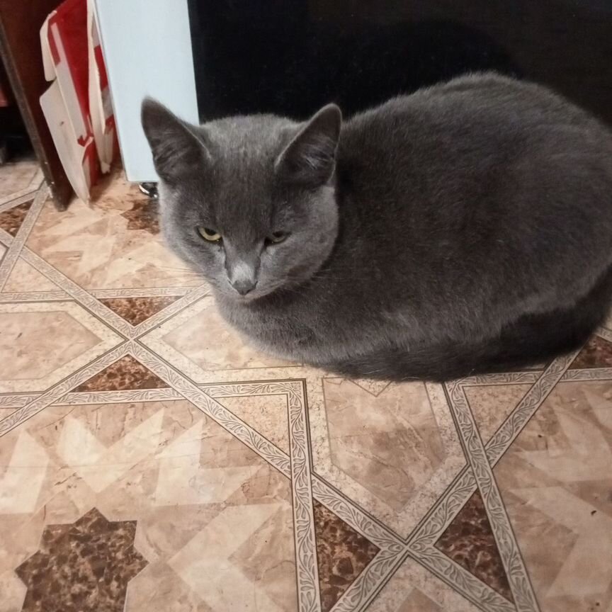 Отдам бесплатно