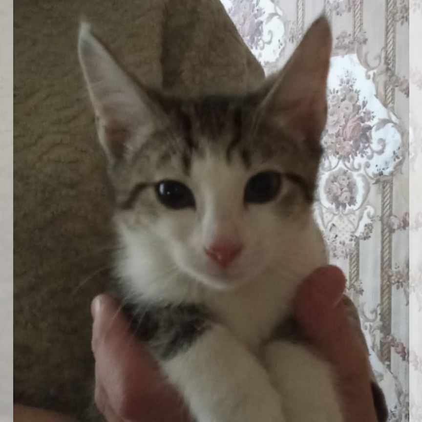 Котёнок мальчик 3 месяца