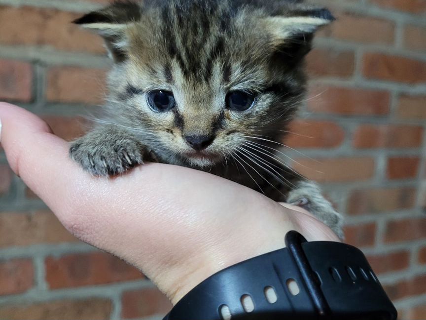 Котята в добрые руки бесплатно